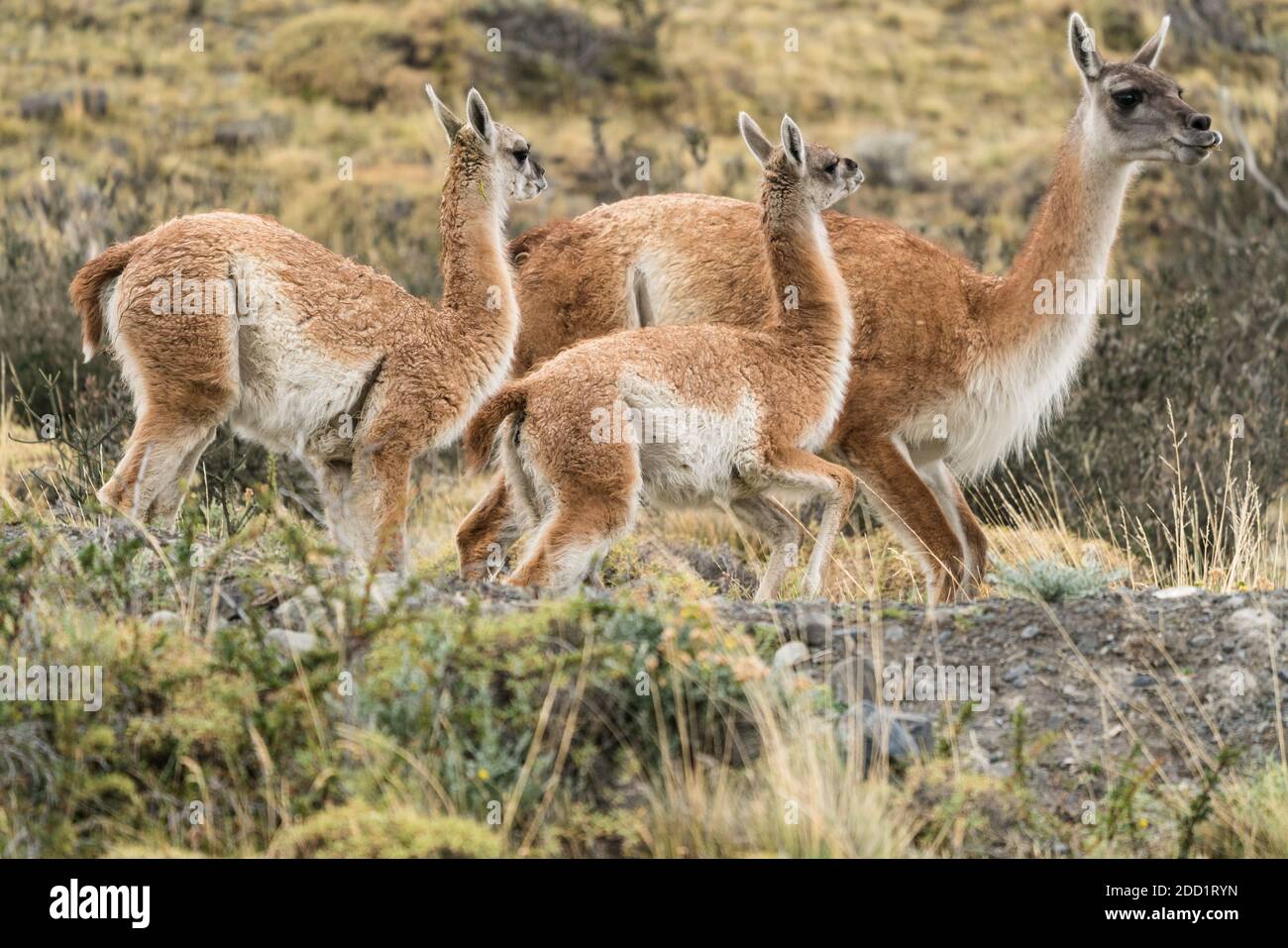 An adult guanaco and two chulengos or young guanacos in Torres del ...