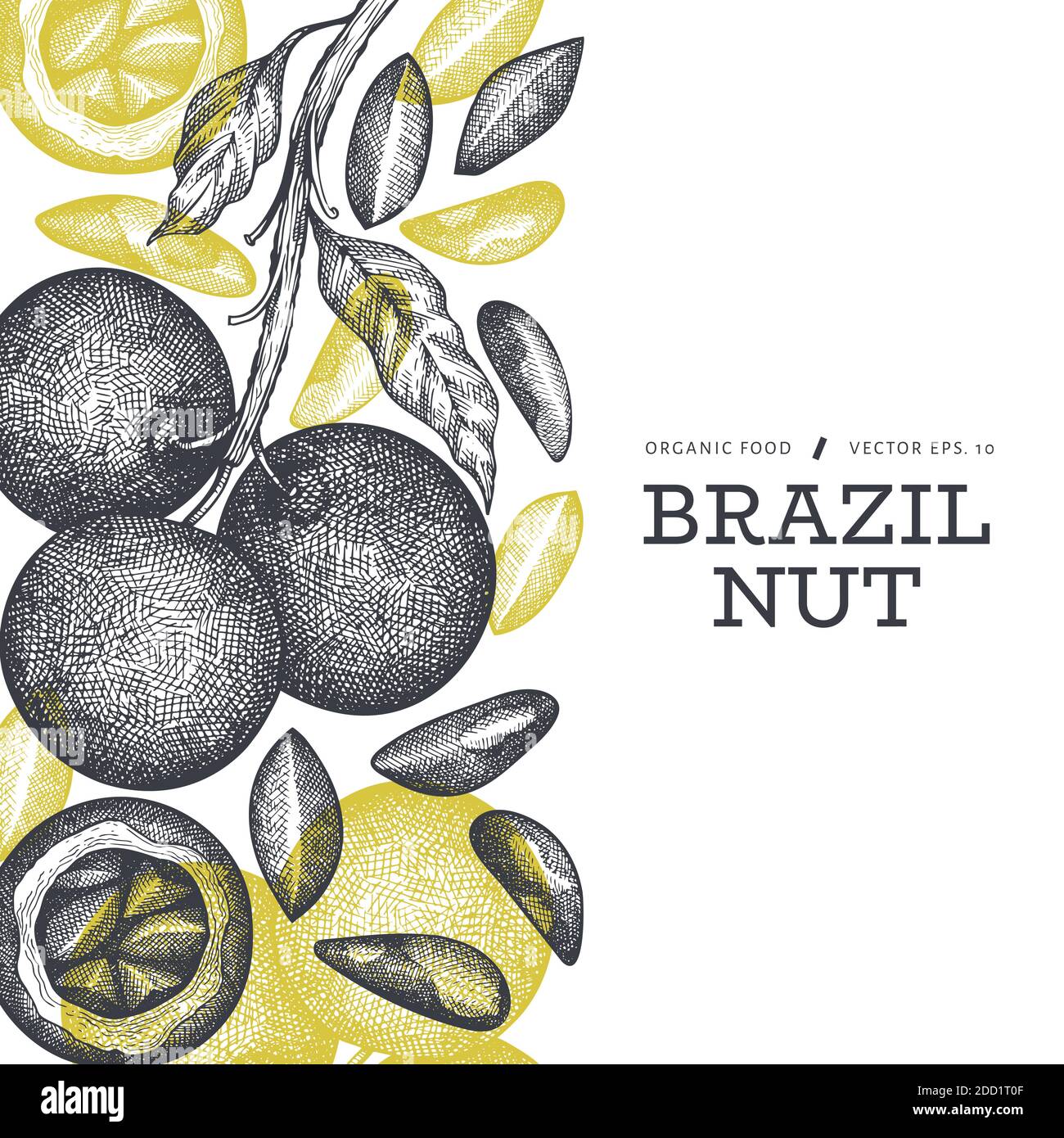 Brazilian nut tree Stock Vector Images - Alamy