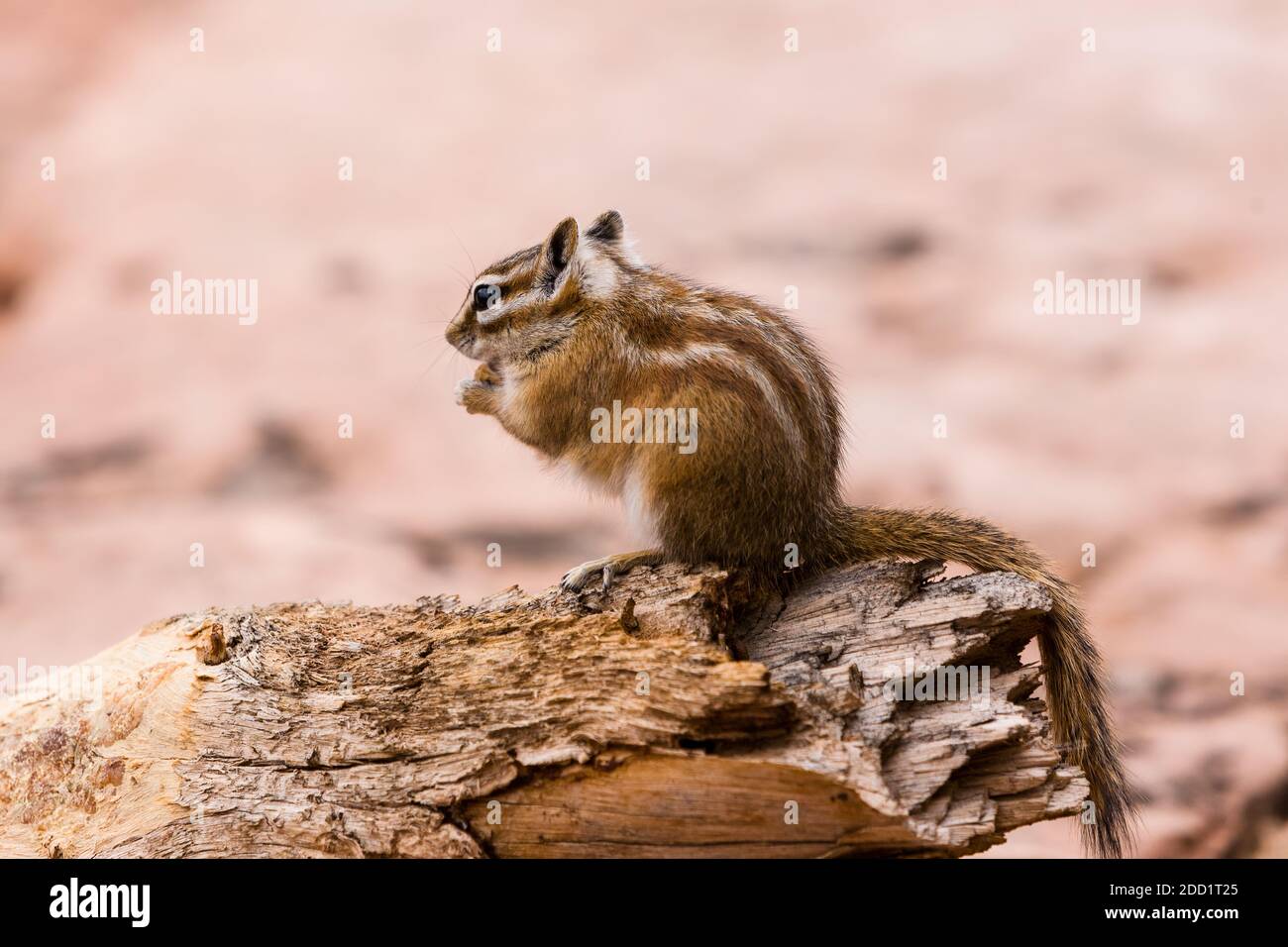 A Hopi Chipmunk, Neotamias rufus, in Dead Horse Point State Park near ...