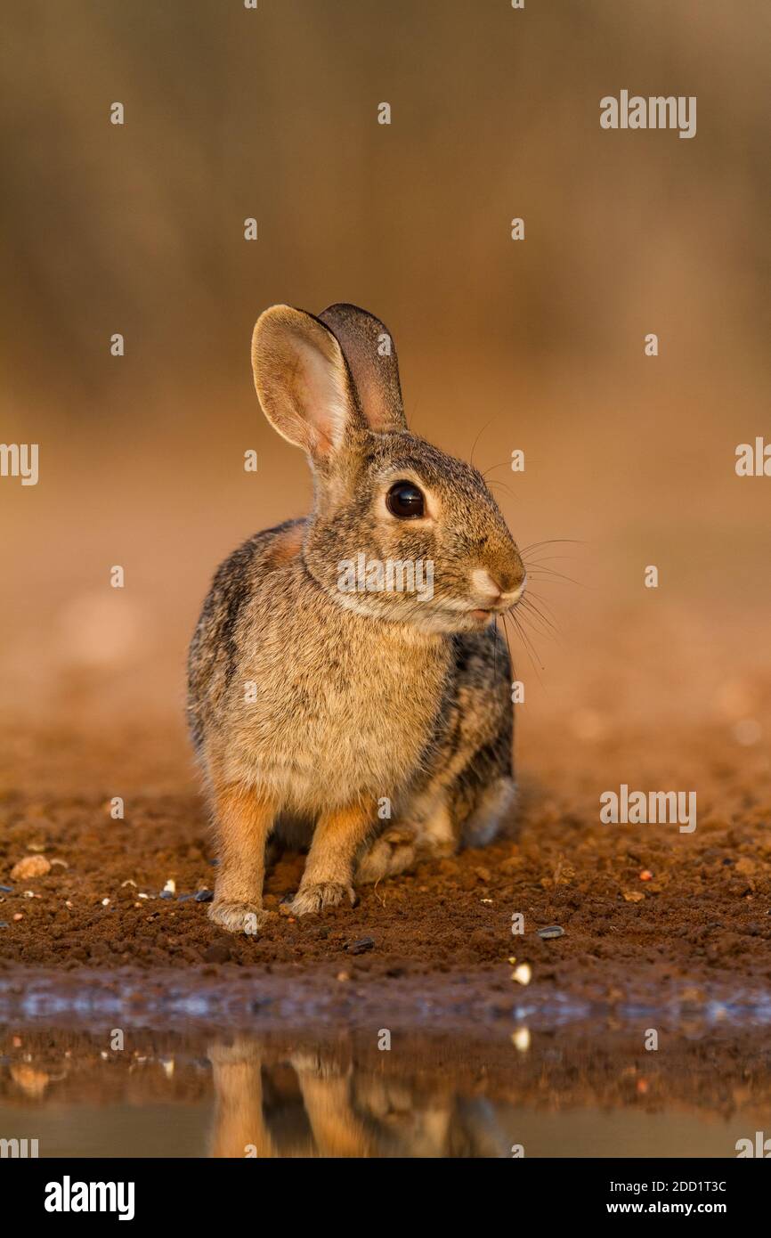 The Eastern Cottontail is the most common rabbit species in North ...