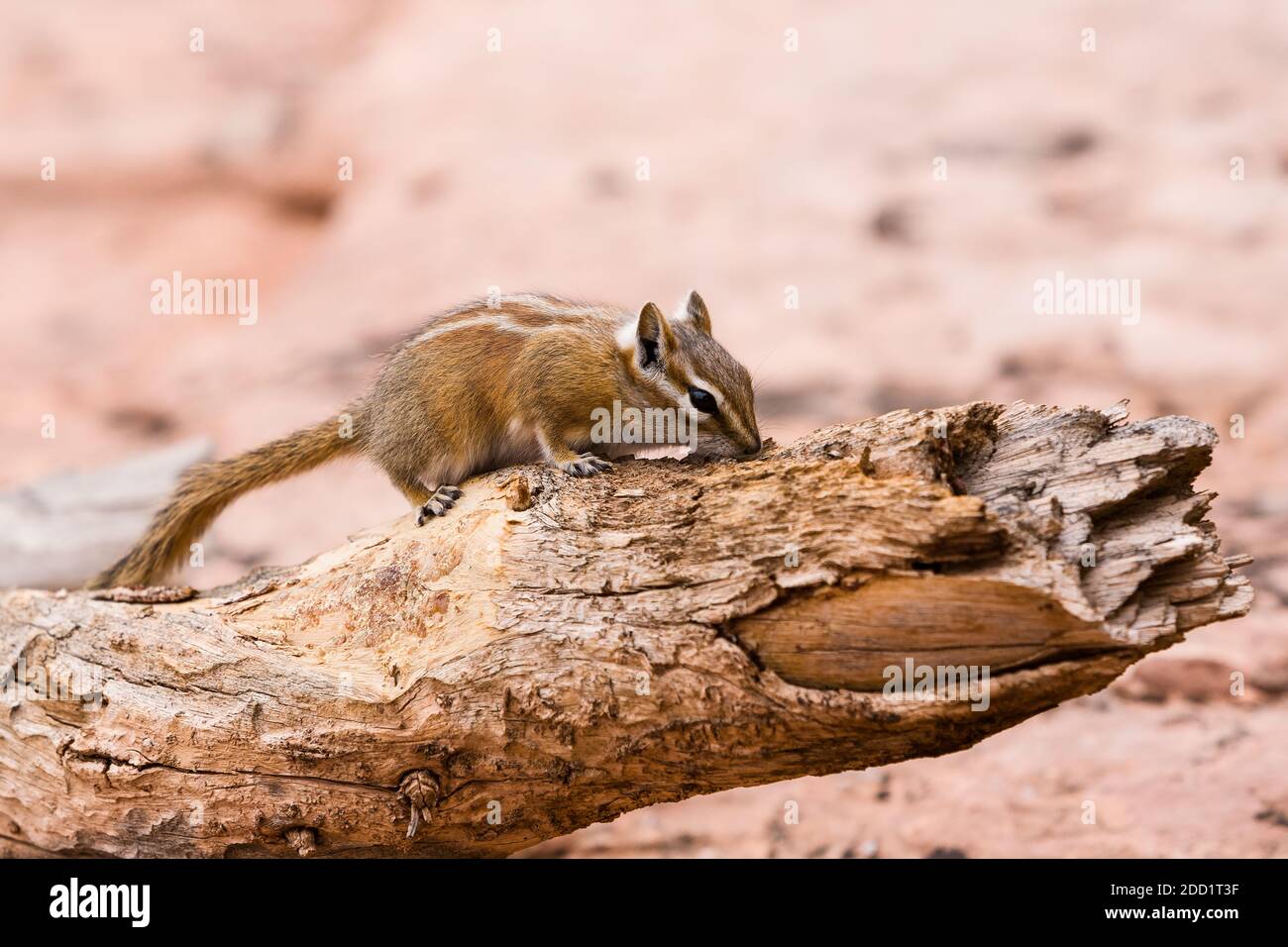 A Hopi Chipmunk, Neotamias rufus, in Dead Horse Point State Park near ...