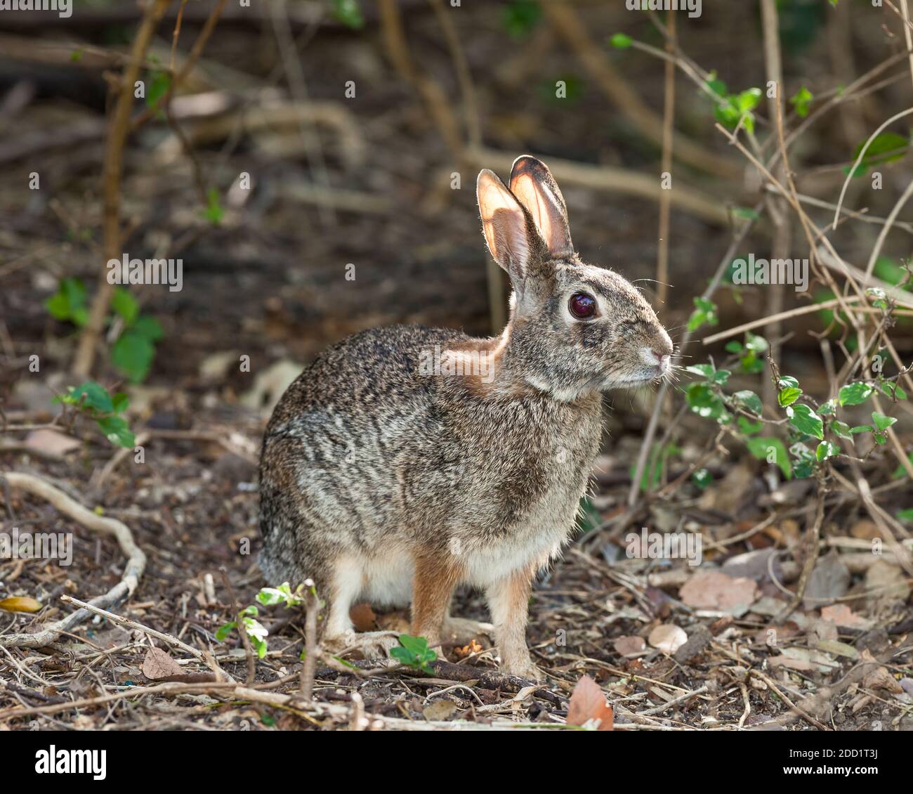 The Eastern Cottontail is the most common rabbit species in North ...