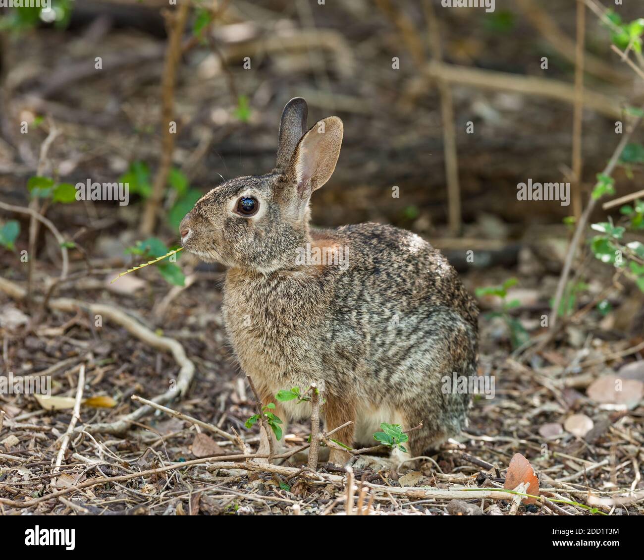 Most common rabbit of north america hi-res stock photography and images ...