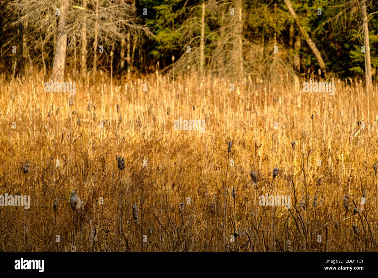 Dry cattails and weeds stand in marshlands in late autumn Stock Photo ...