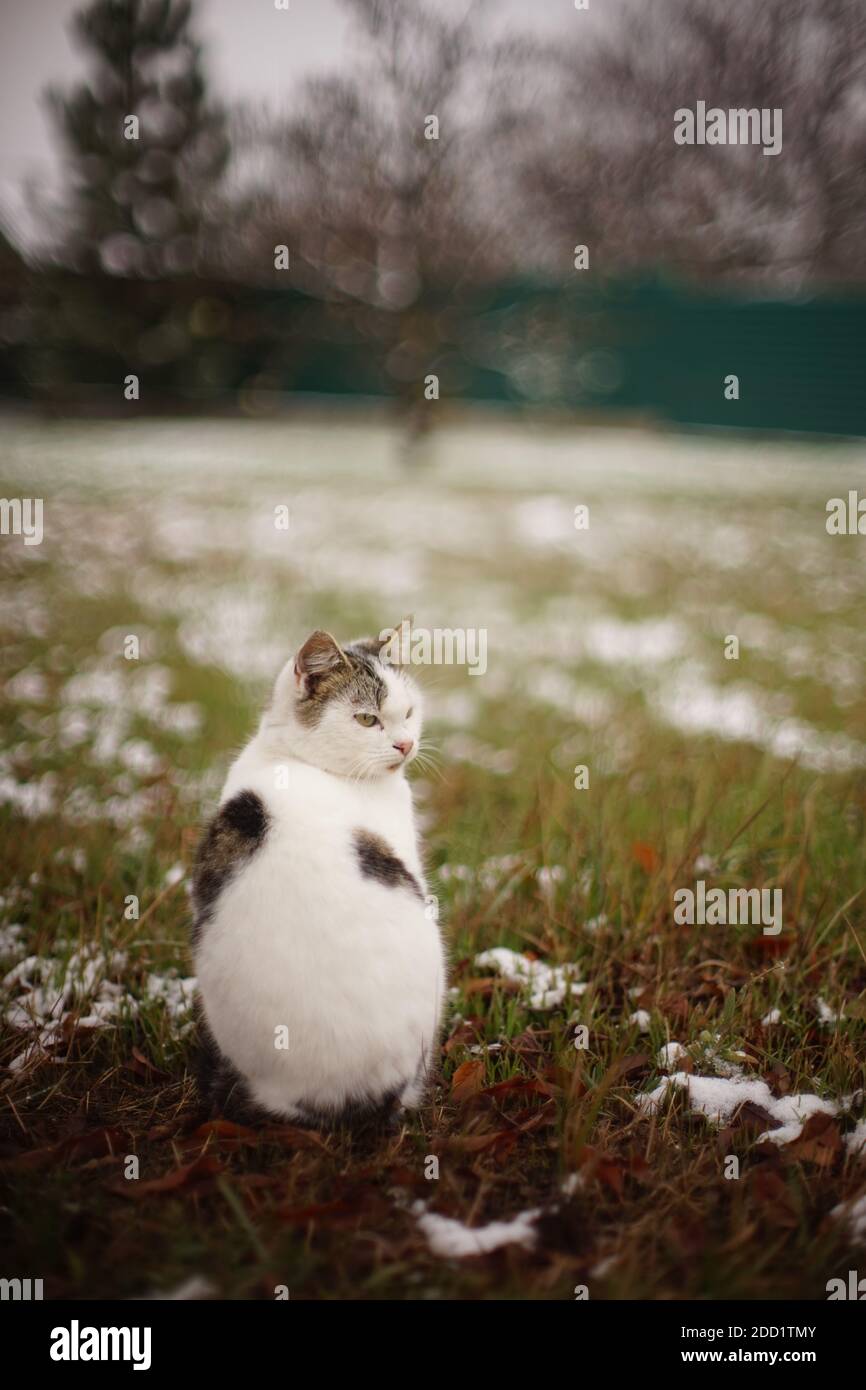 White spotted cat sitting in the winter garden with snow on the grass ...