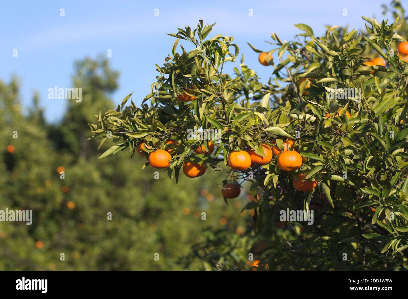 Close-up of the branches of a tangerine tree that holds its fruits ...