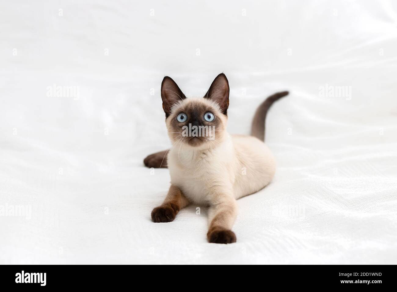 Nice photo with a cat for advertising. Cat on a white background Stock ...