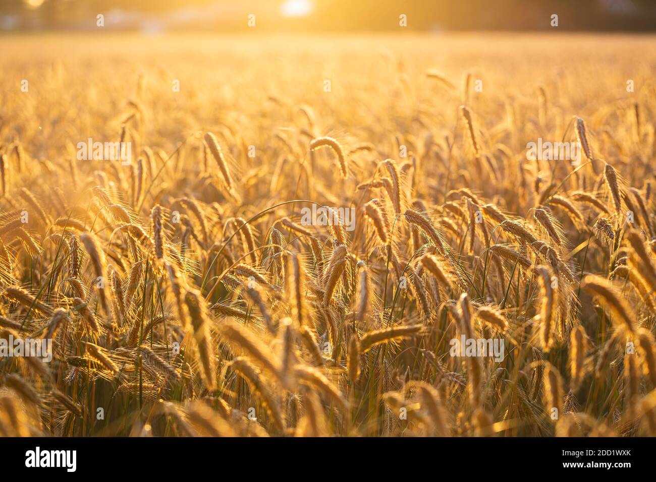 A grain field on a sunny day in eastfrisia, lokally named Ostfriesland ...