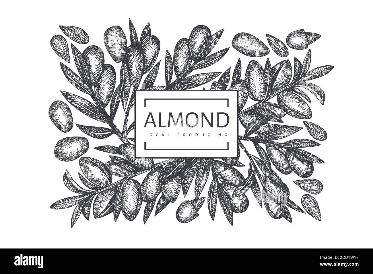 Hand drawn sketch almond design template. Organic food vector ...