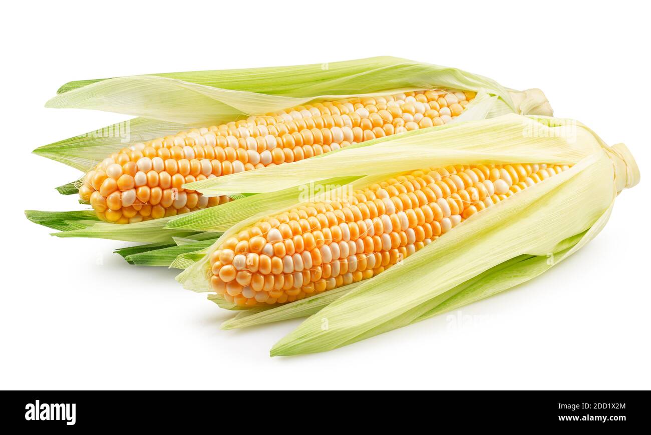 corn ears isolated on a white background Stock Photo - Alamy
