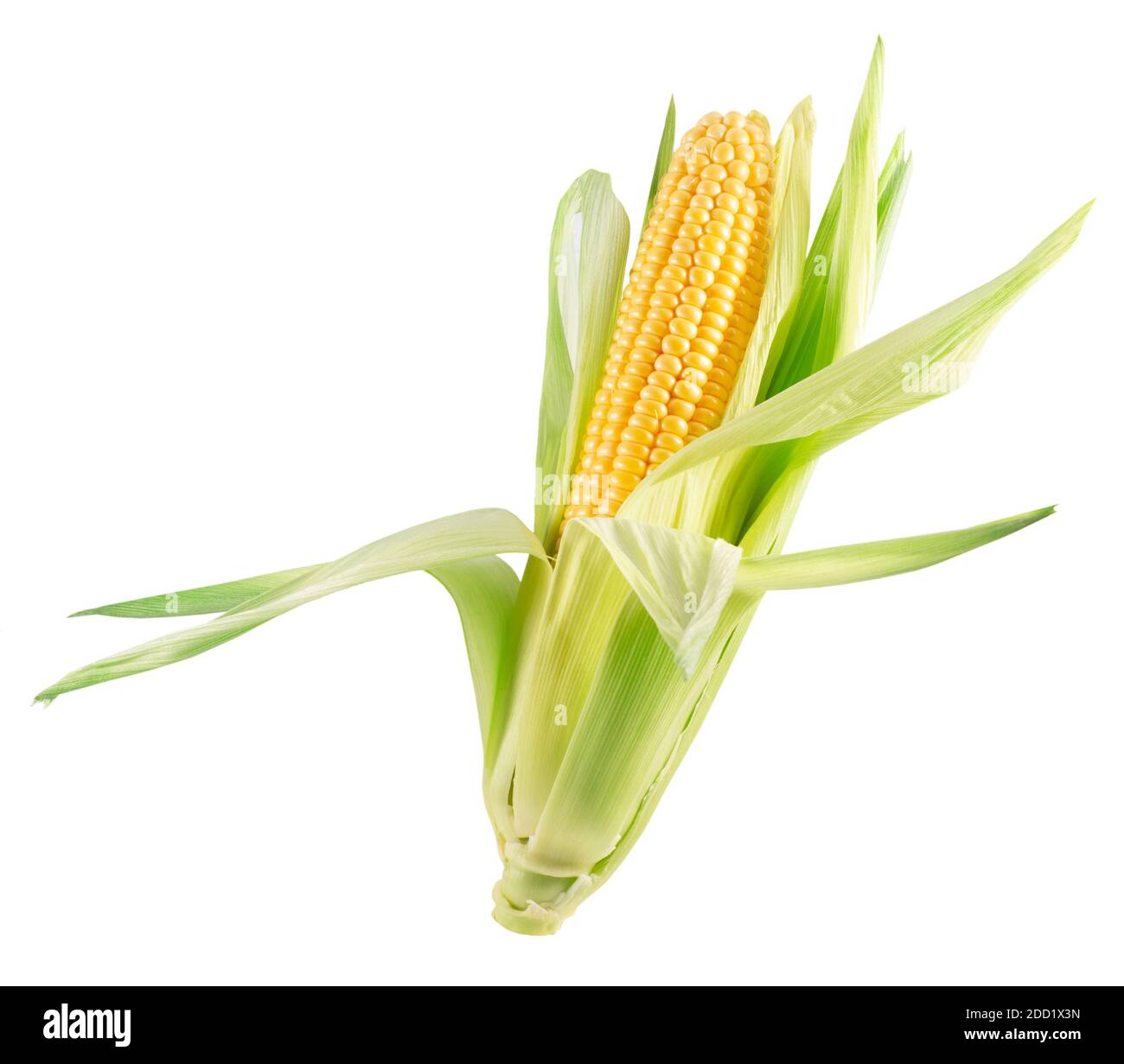 corn ear isolated on a white background Stock Photo - Alamy