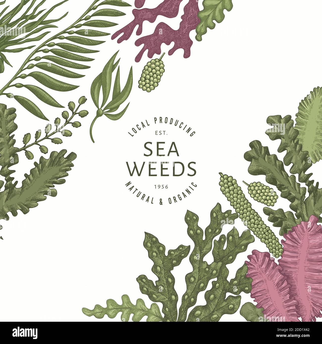 Seaweed color design template. Hand drawn vector seaweeds illustration ...