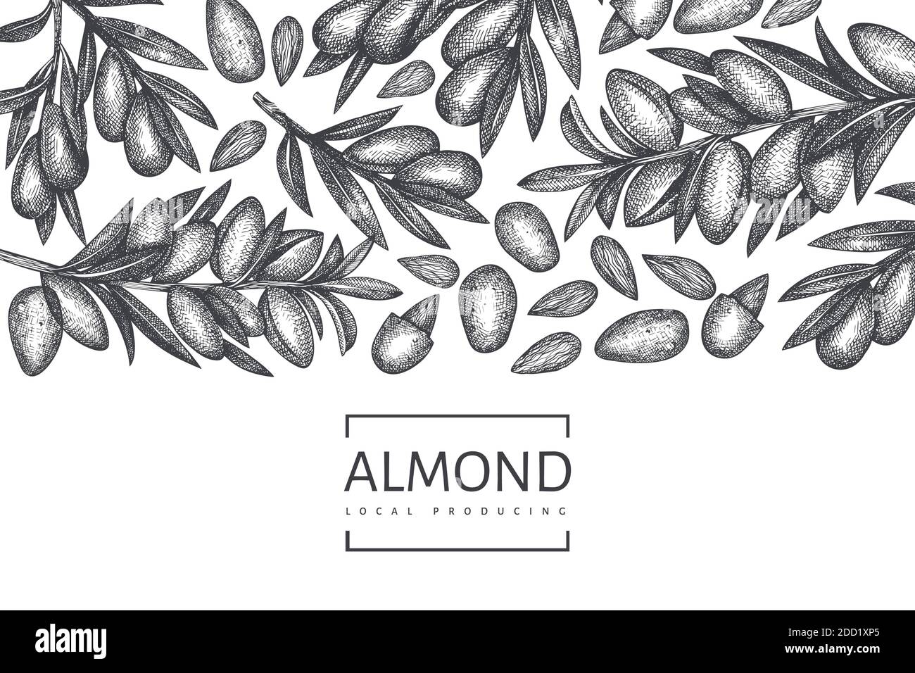 Hand drawn sketch almond design template. Organic food vector ...