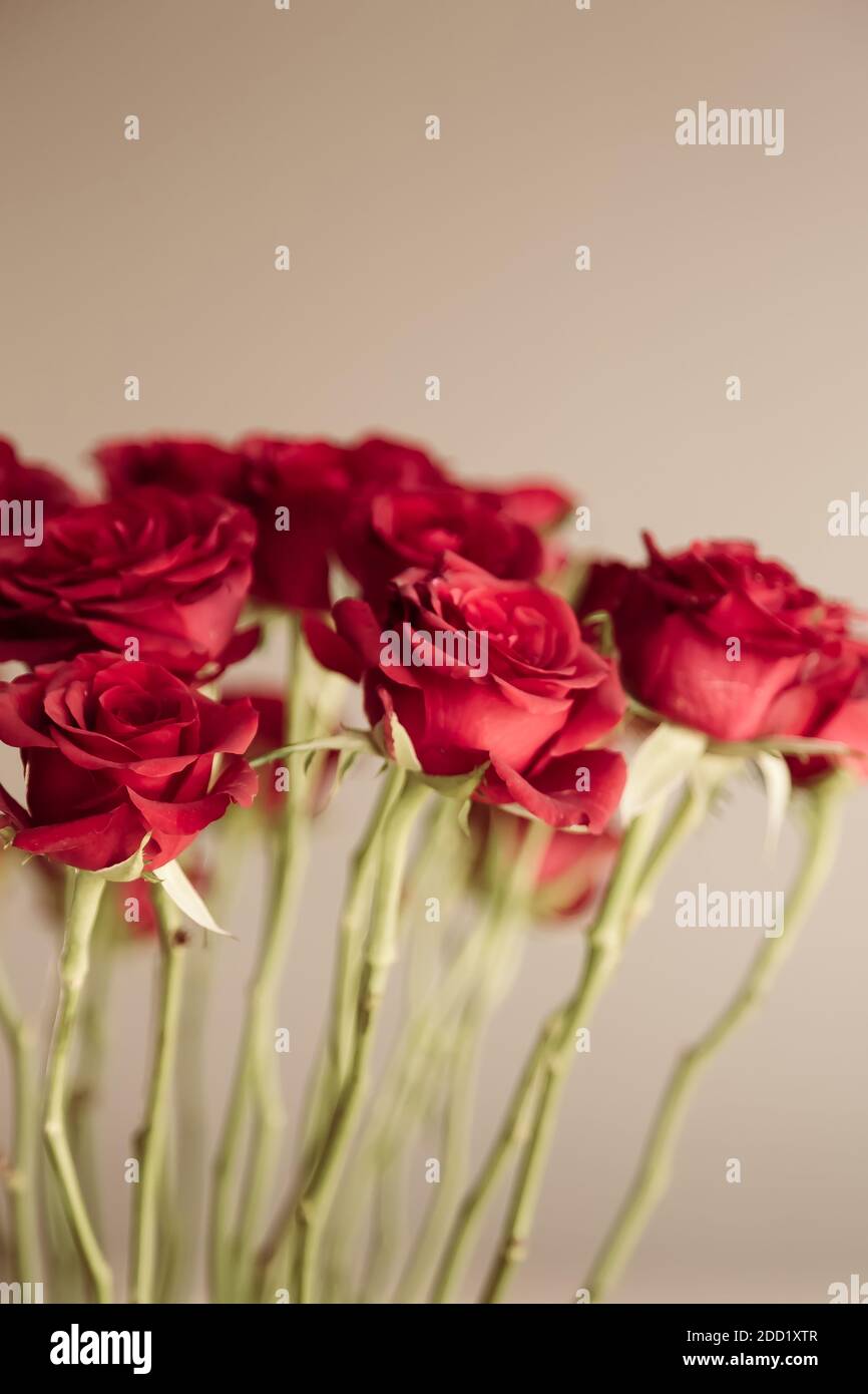 Closeup vertical shot beautiful hi-res stock photography and images - Alamy