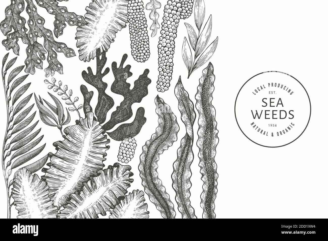 Seaweed design template. Hand drawn vector seaweeds illustration ...