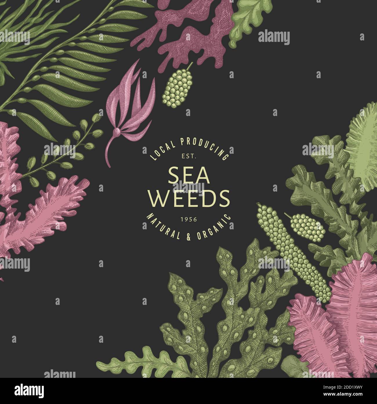 Seaweed color design template. Hand drawn vector seaweeds illustrations ...