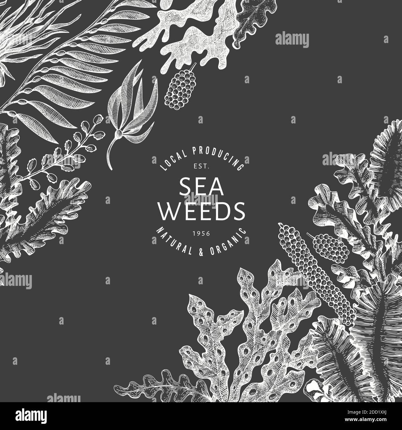Seaweed design template. Hand drawn vector seaweeds illustration on ...