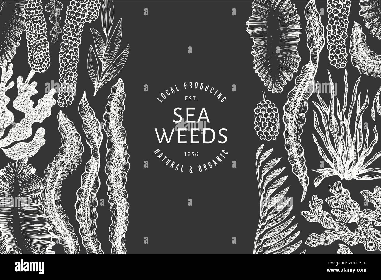 Seaweed design template. Hand drawn vector seaweeds illustration on ...