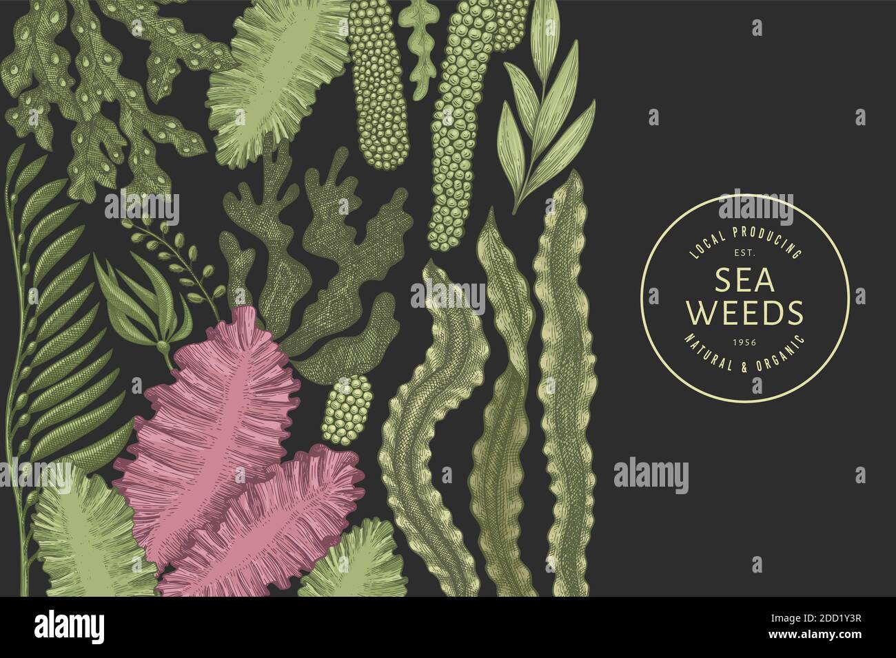 Seaweed color design template. Hand drawn vector seaweeds illustrations ...