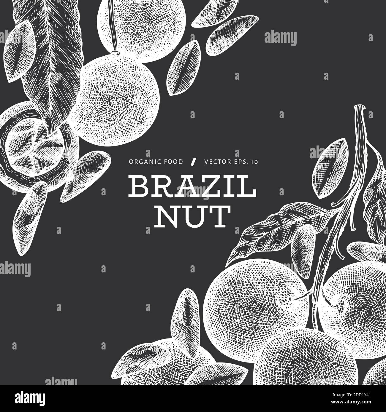 Hand drawn brazilian nut branch and kernels design template. Organic ...