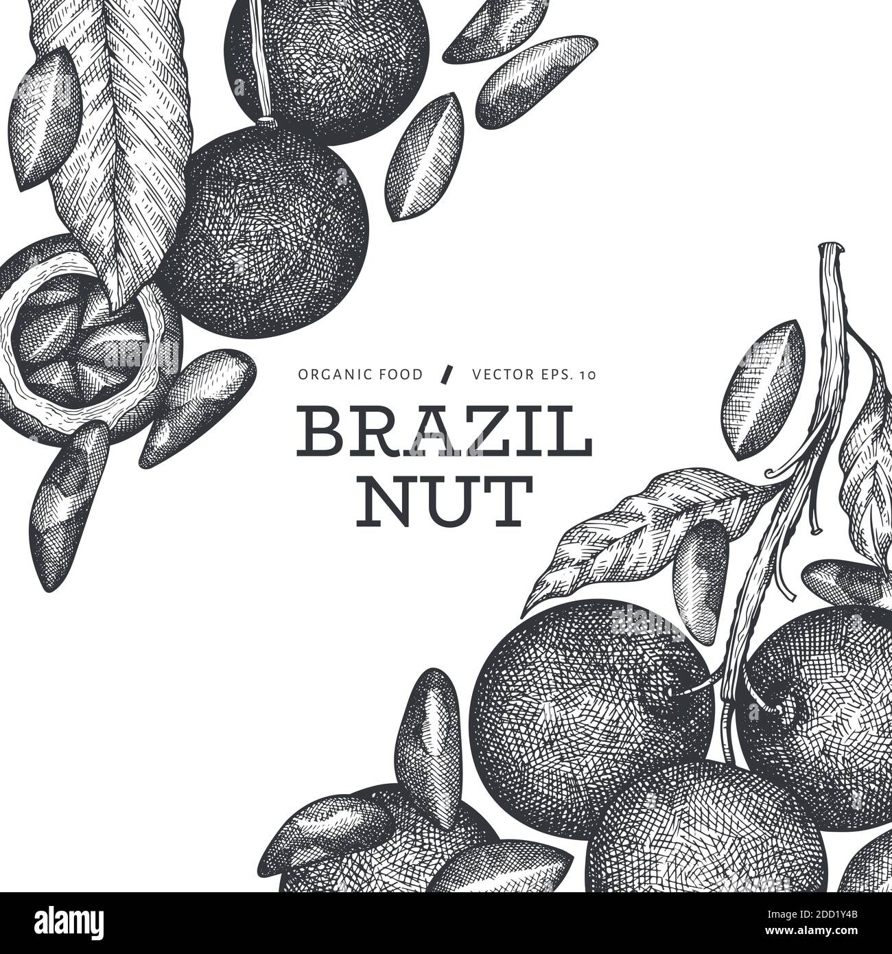 Brazilian nut tree Stock Vector Images - Alamy