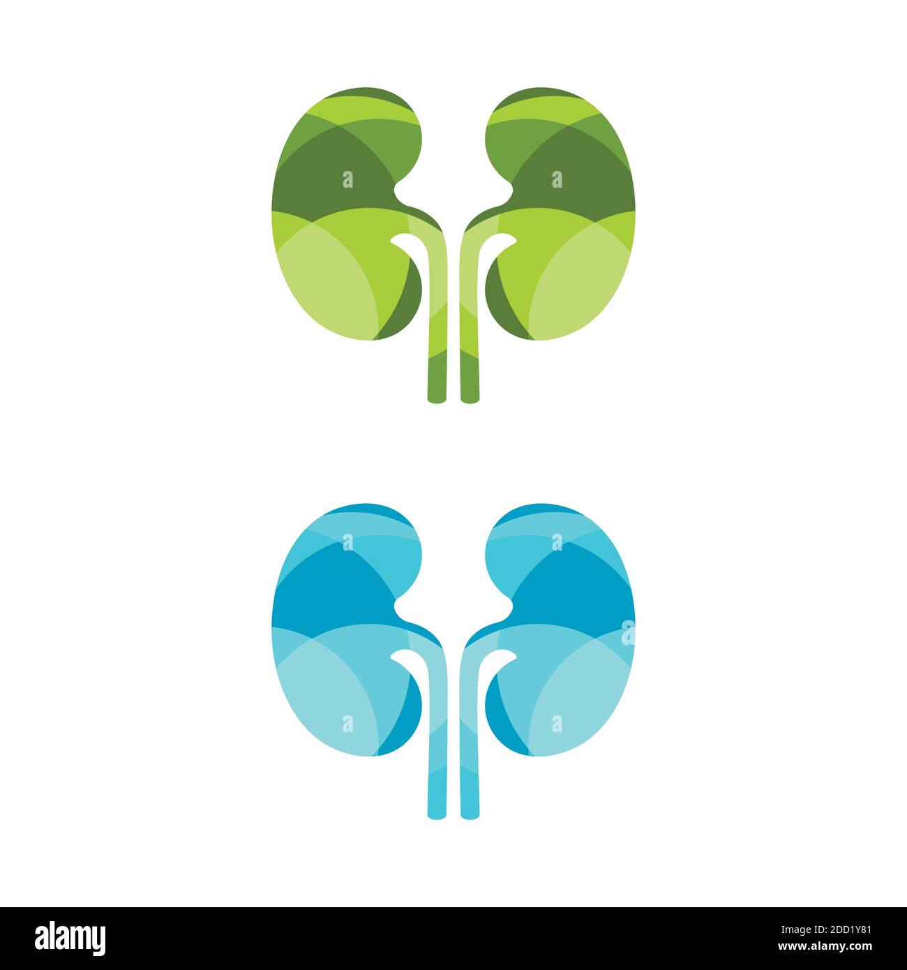 Kidney vector hi-res stock photography and images - Alamy