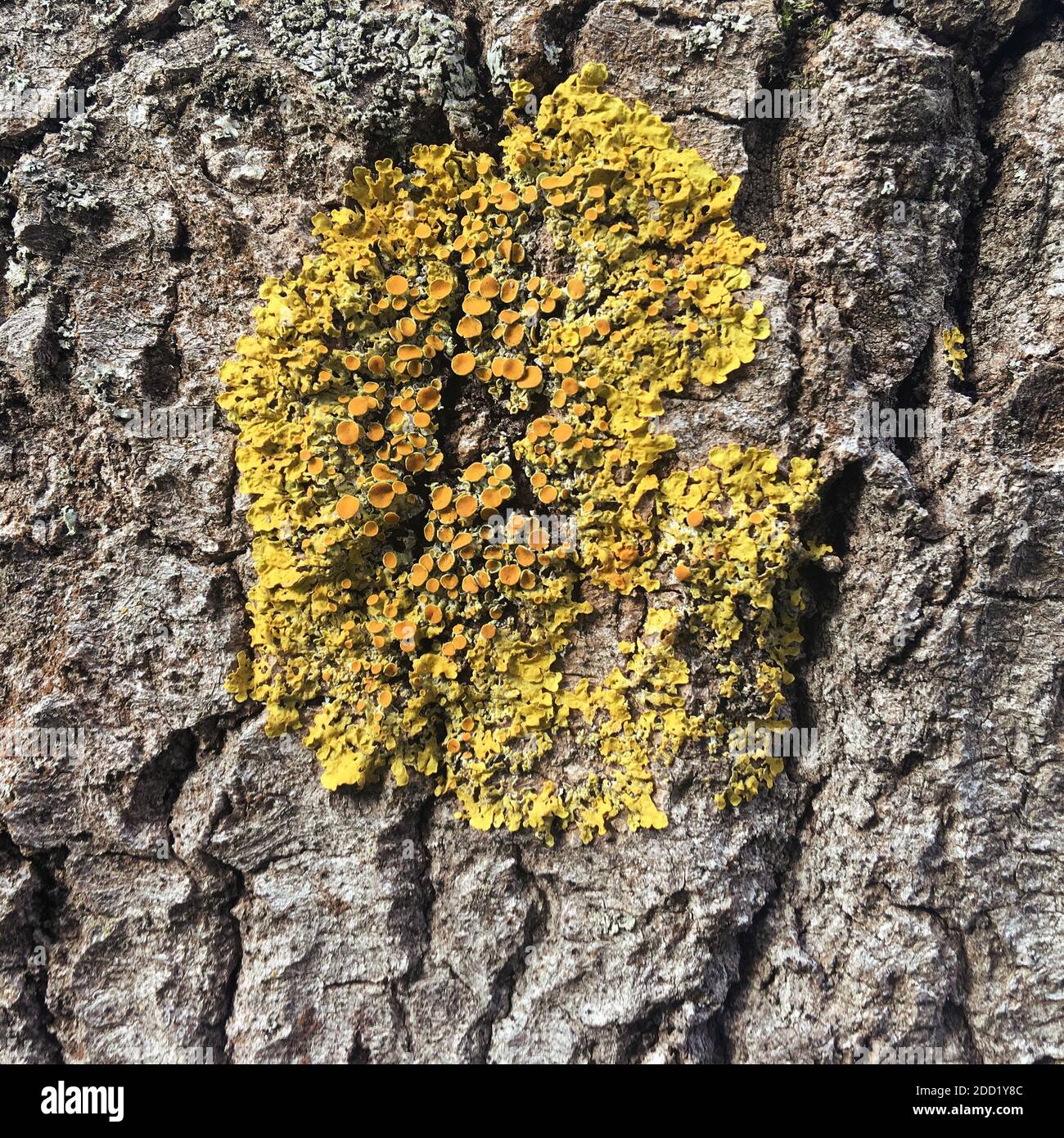 Yellow Lichen On Trees