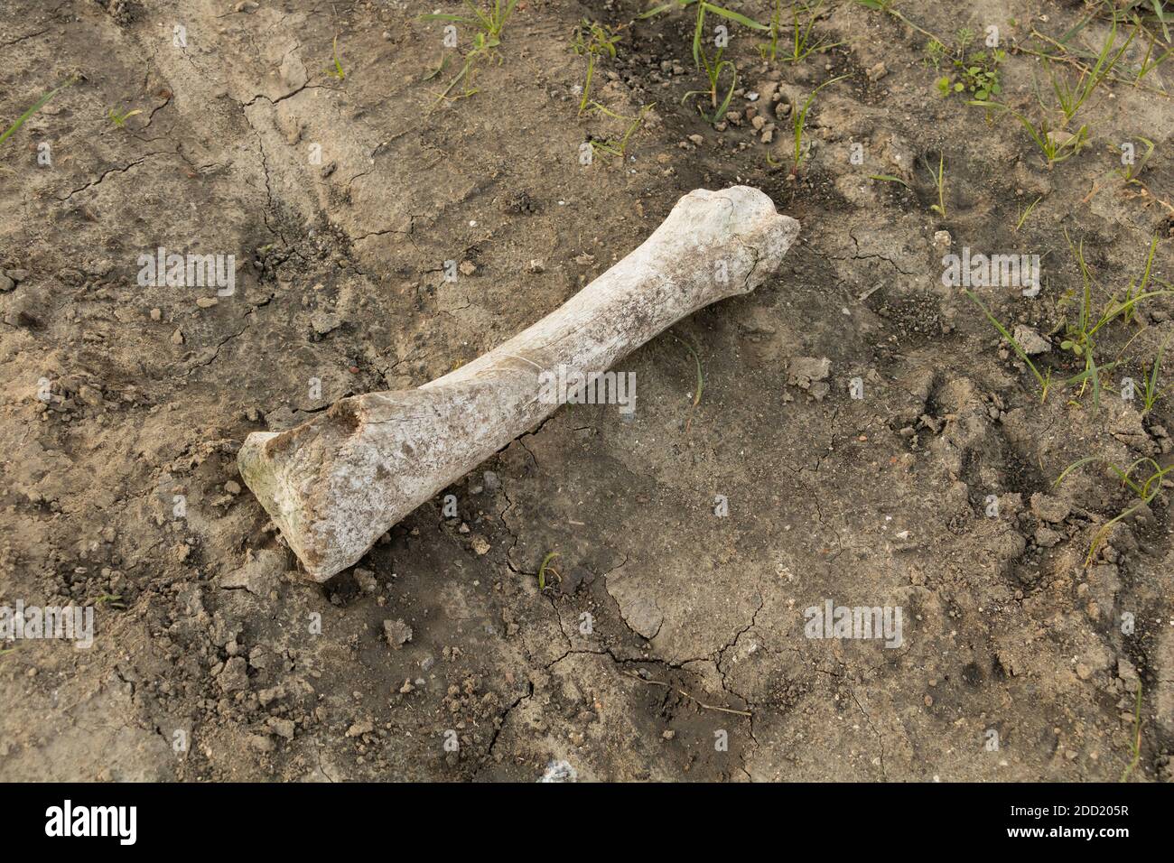 Animal bone archeology hi-res stock photography and images - Alamy