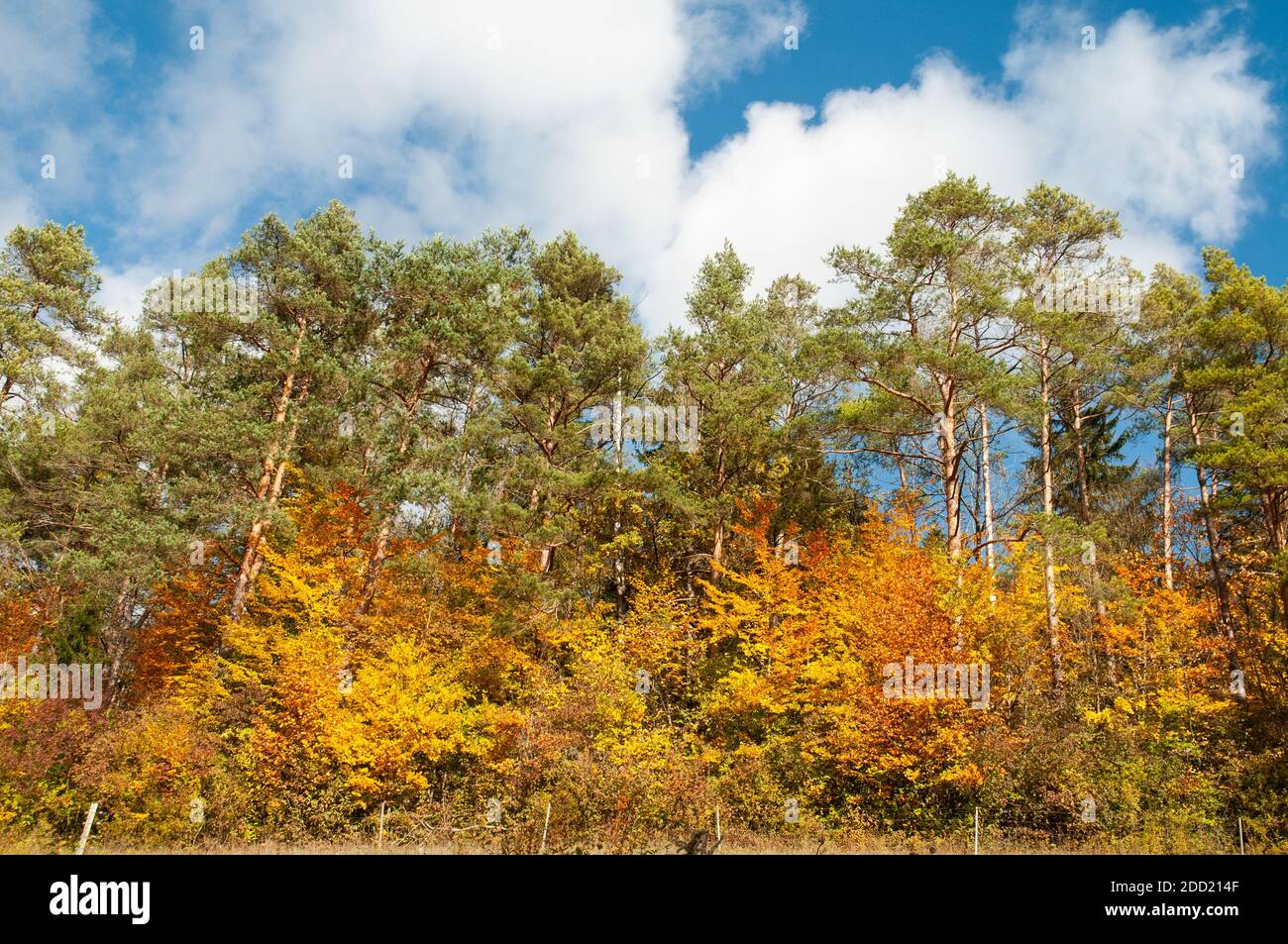 a forest in swabian alb in autumn with green pine trees and decicuous ...