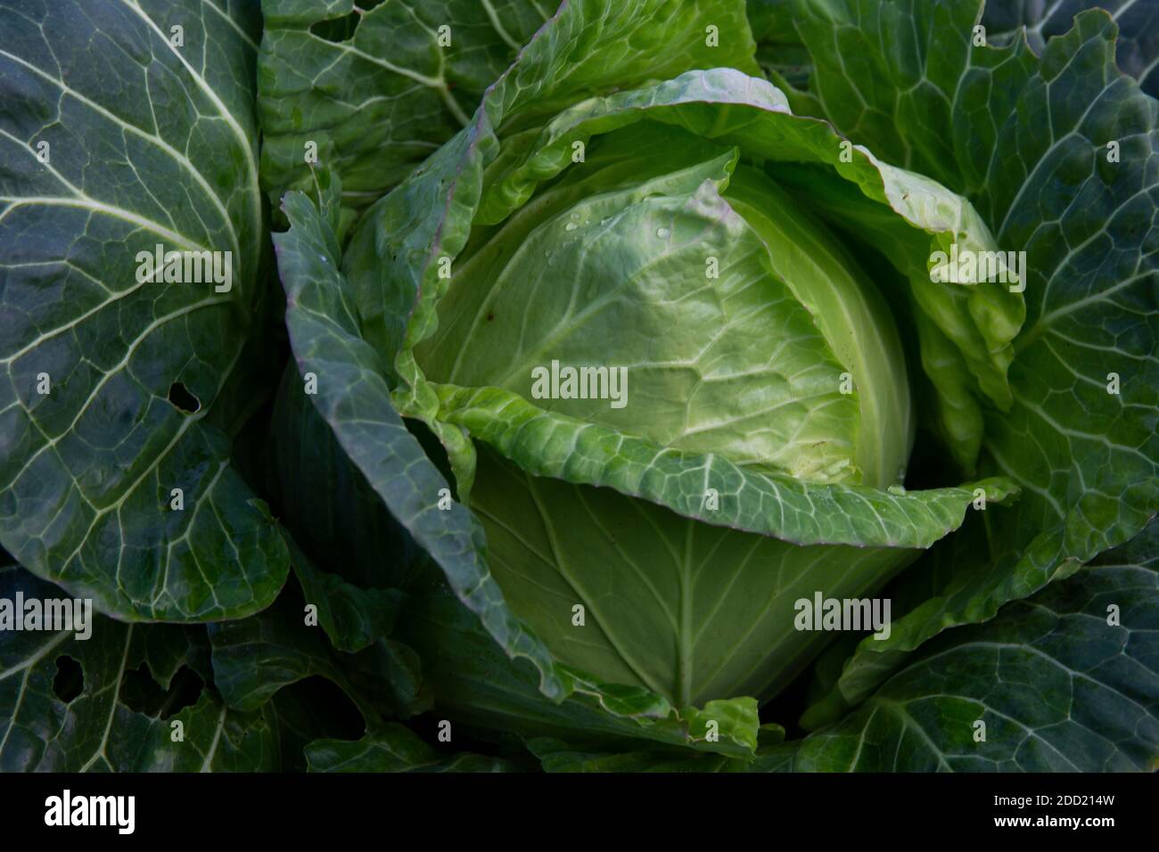 Green Cabbage grown on an allotment for British produce Stock Photo - Alamy