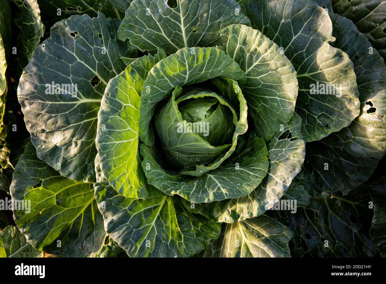 Green Cabbage grown on an allotment for British produce Stock Photo - Alamy