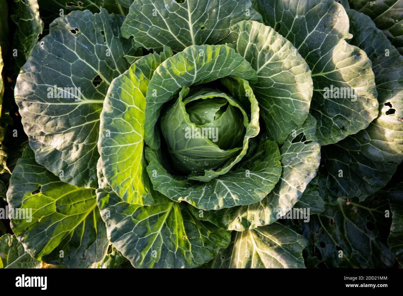 Green Cabbage grown on an allotment for British produce Stock Photo - Alamy