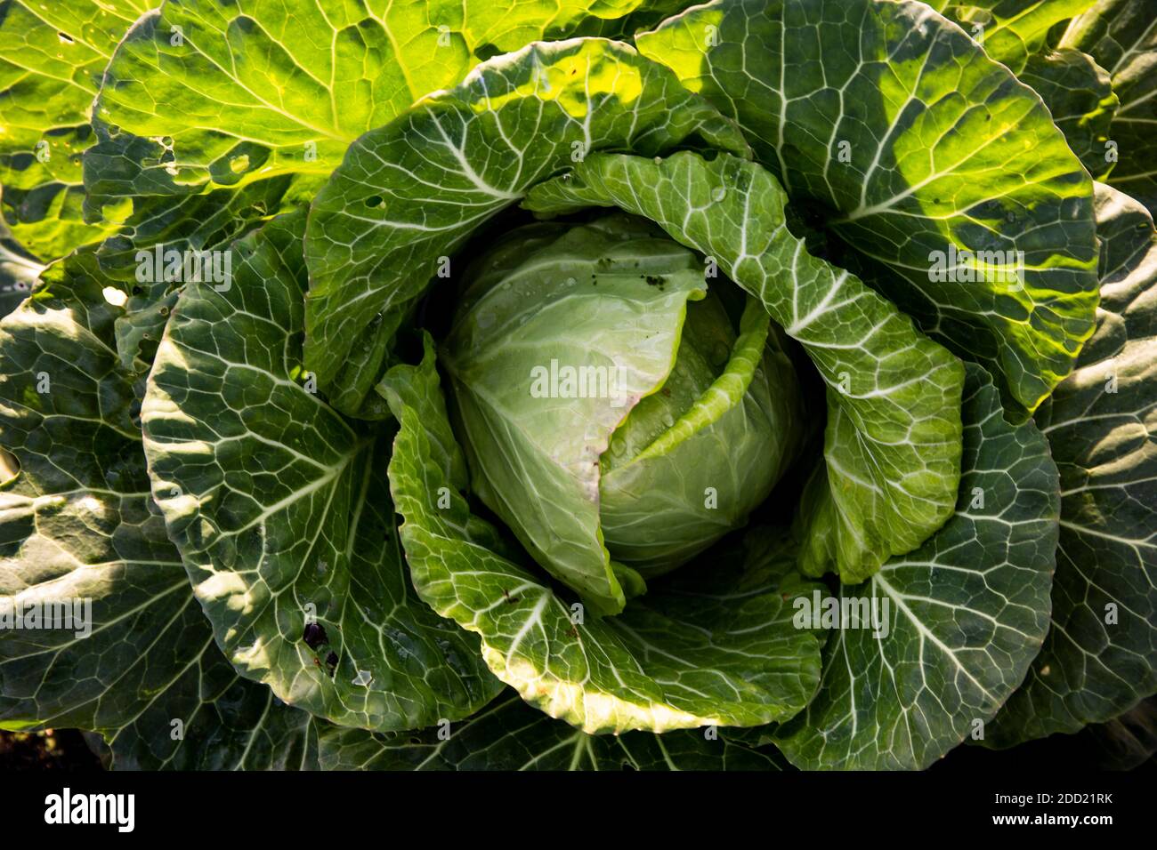 Green cabbage grown on hi-res stock photography and images - Alamy