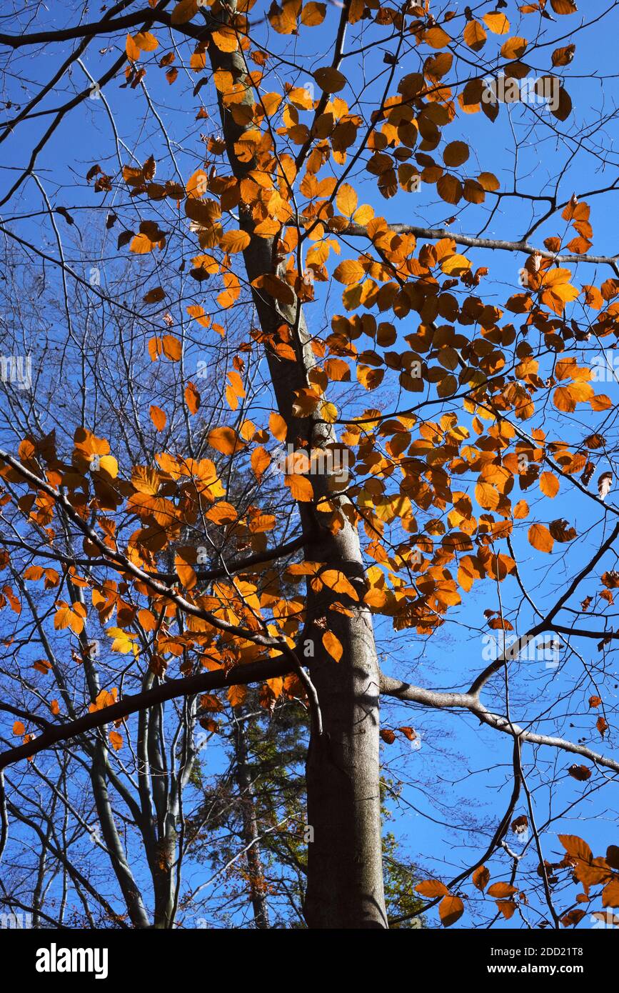 Autumn colors in the forest - beech tree and golden colored leaves in ...