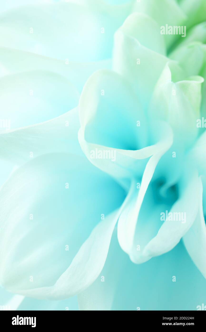 Blue dahlia hi-res stock photography and images - Alamy