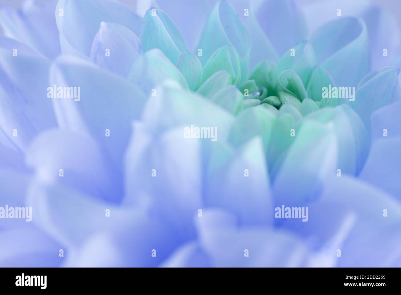 Blue dahlia hi-res stock photography and images - Alamy
