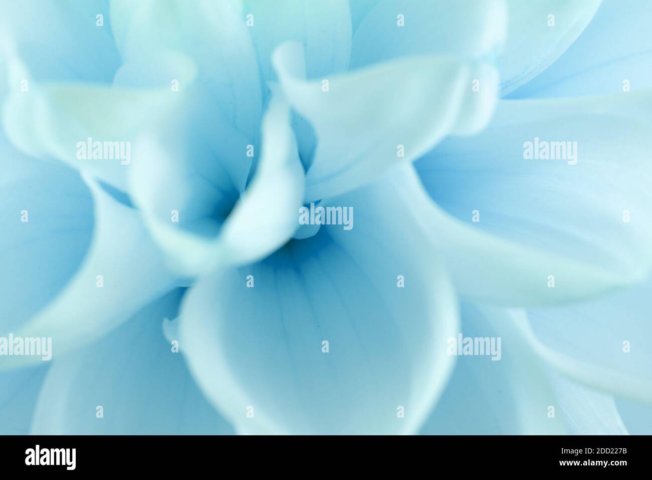 The blue dahlia hi-res stock photography and images - Alamy