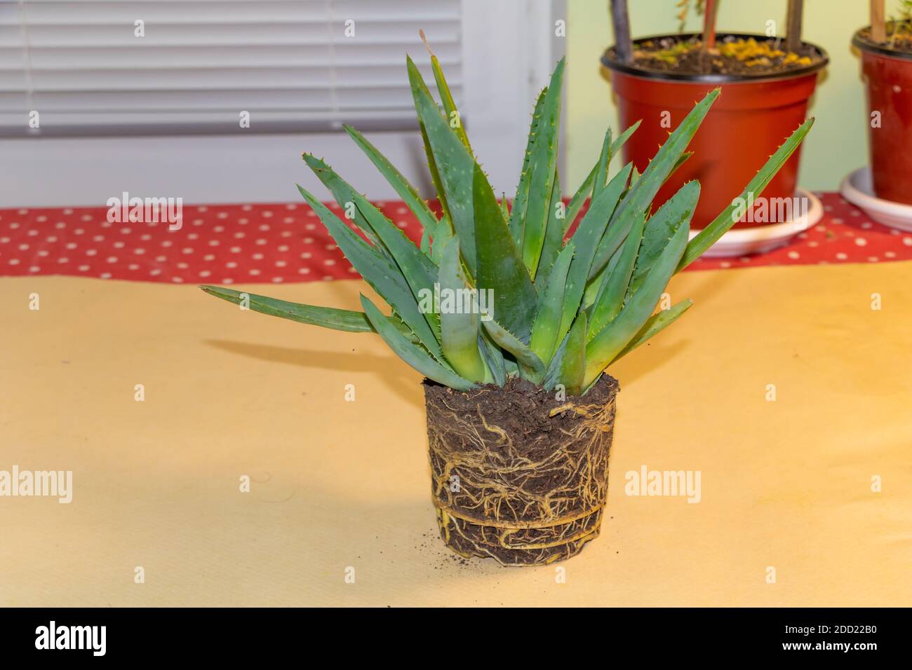 Aloe vera medicinal plant edible and healing, Very healthy aloe with ...