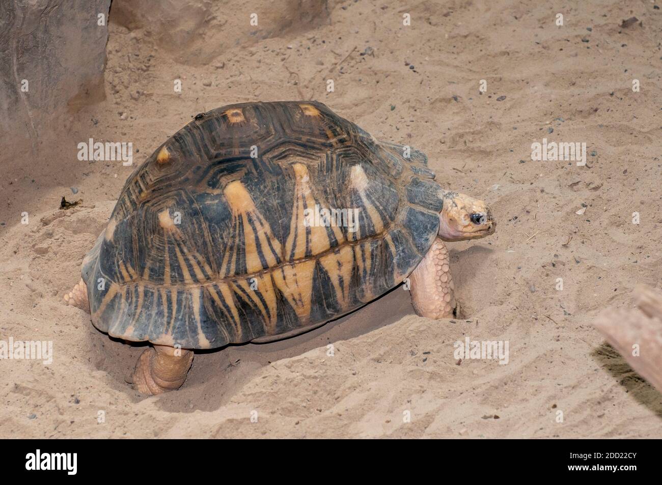 Apple Valley, Mn. Radiated Tortoise; Geochelone radiata, a critically ...