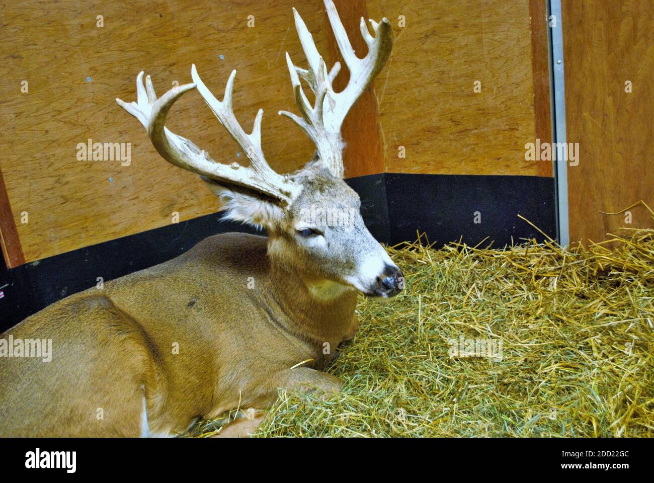 Reindeer laying in the hay at a Christmas carnival Stock Photo - Alamy