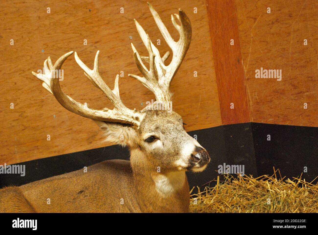 This years carnival season in hi-res stock photography and images - Alamy