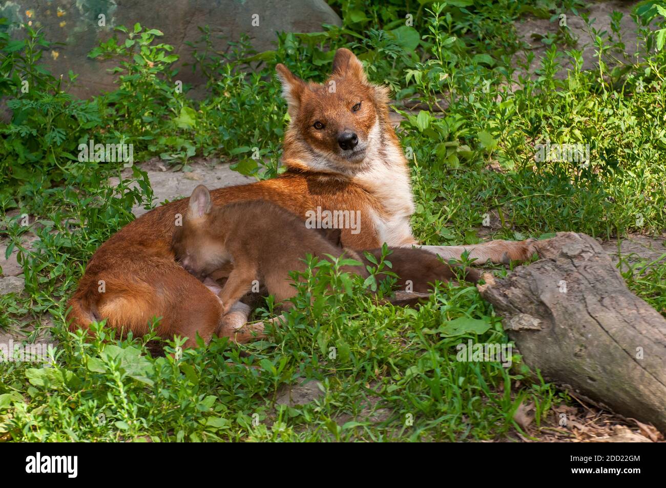 Apple Valley, Minnesota. Dhole, Asian Wild Dog, Cuon alpinus is an ...