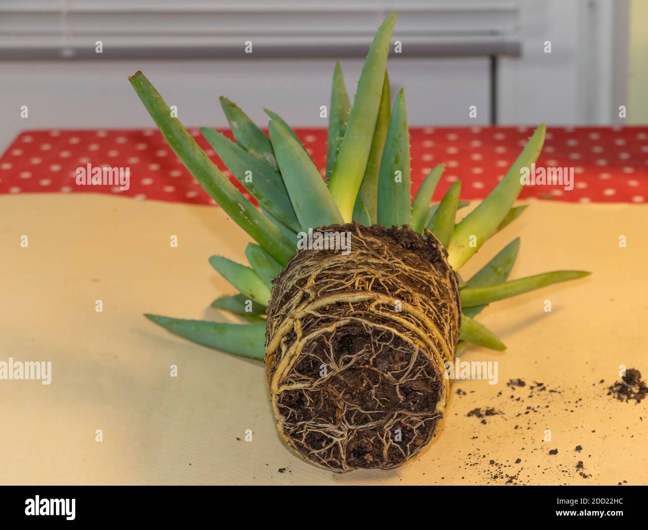 Plant Flower Roots High Resolution Stock Photography and Images - Alamy
