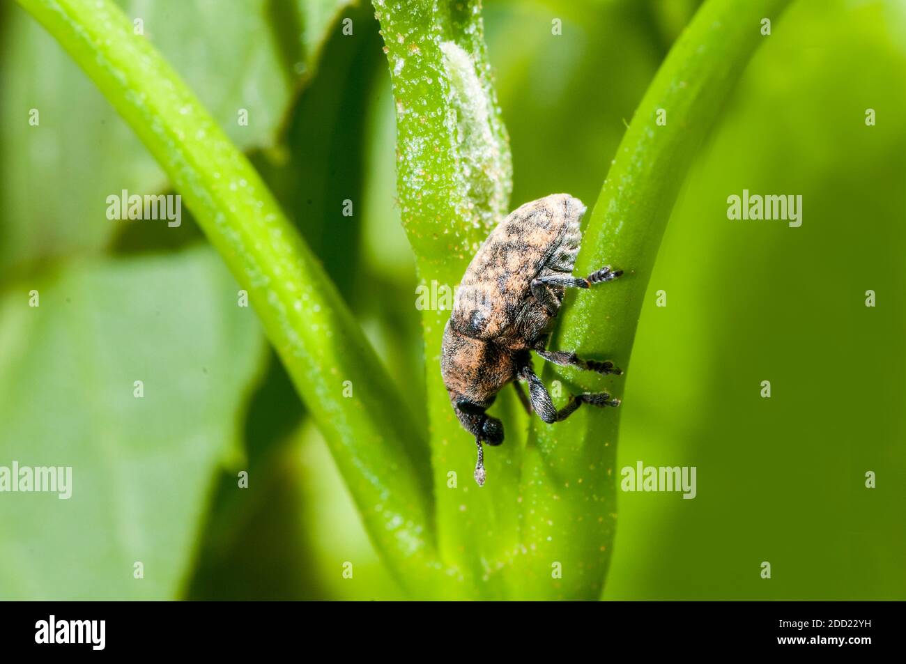 Vadnais Heights, Minnesota. John H. Allison Forest. Lesser knapweed ...