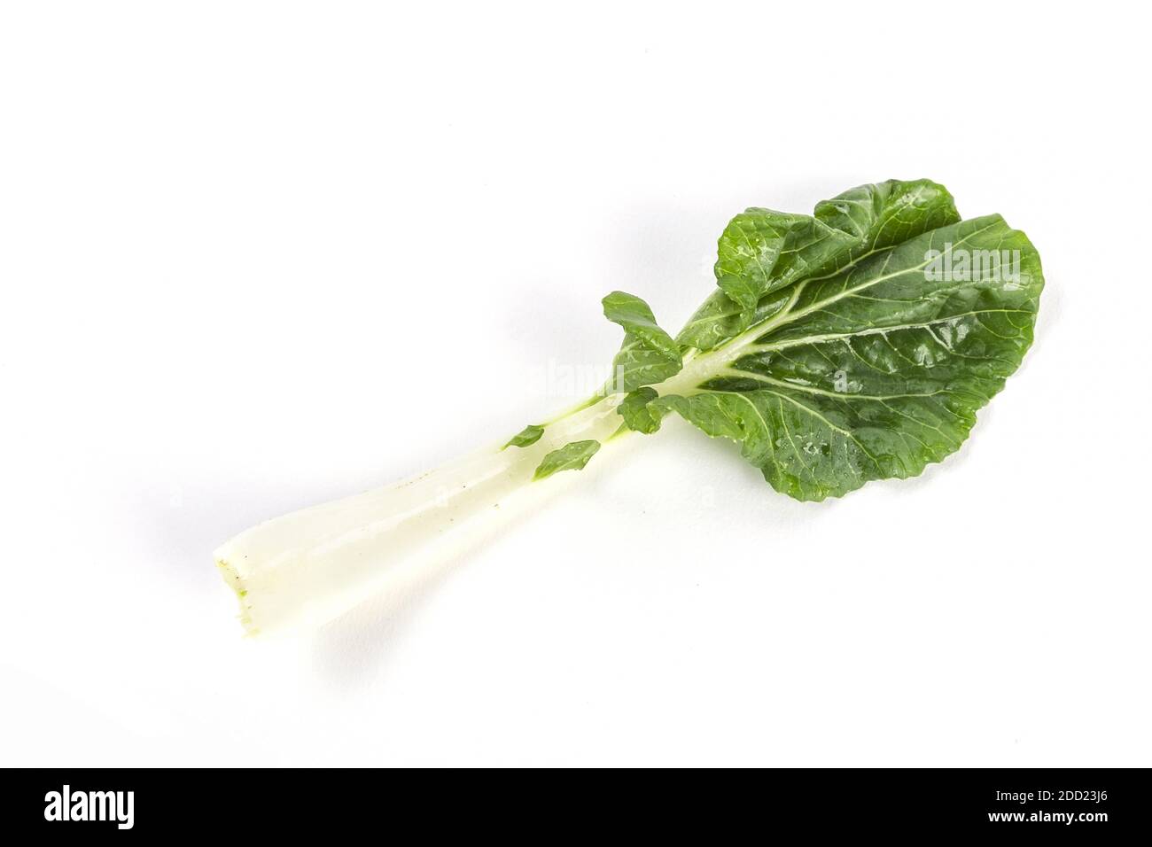 A single white beet root isolated on a white background Stock Photo - Alamy