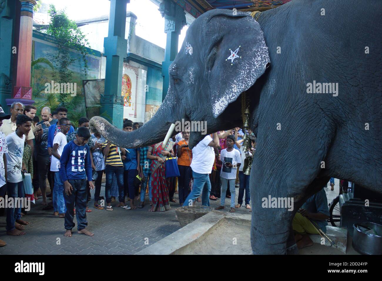 Temple elephant blessing child hi-res stock photography and images - Alamy