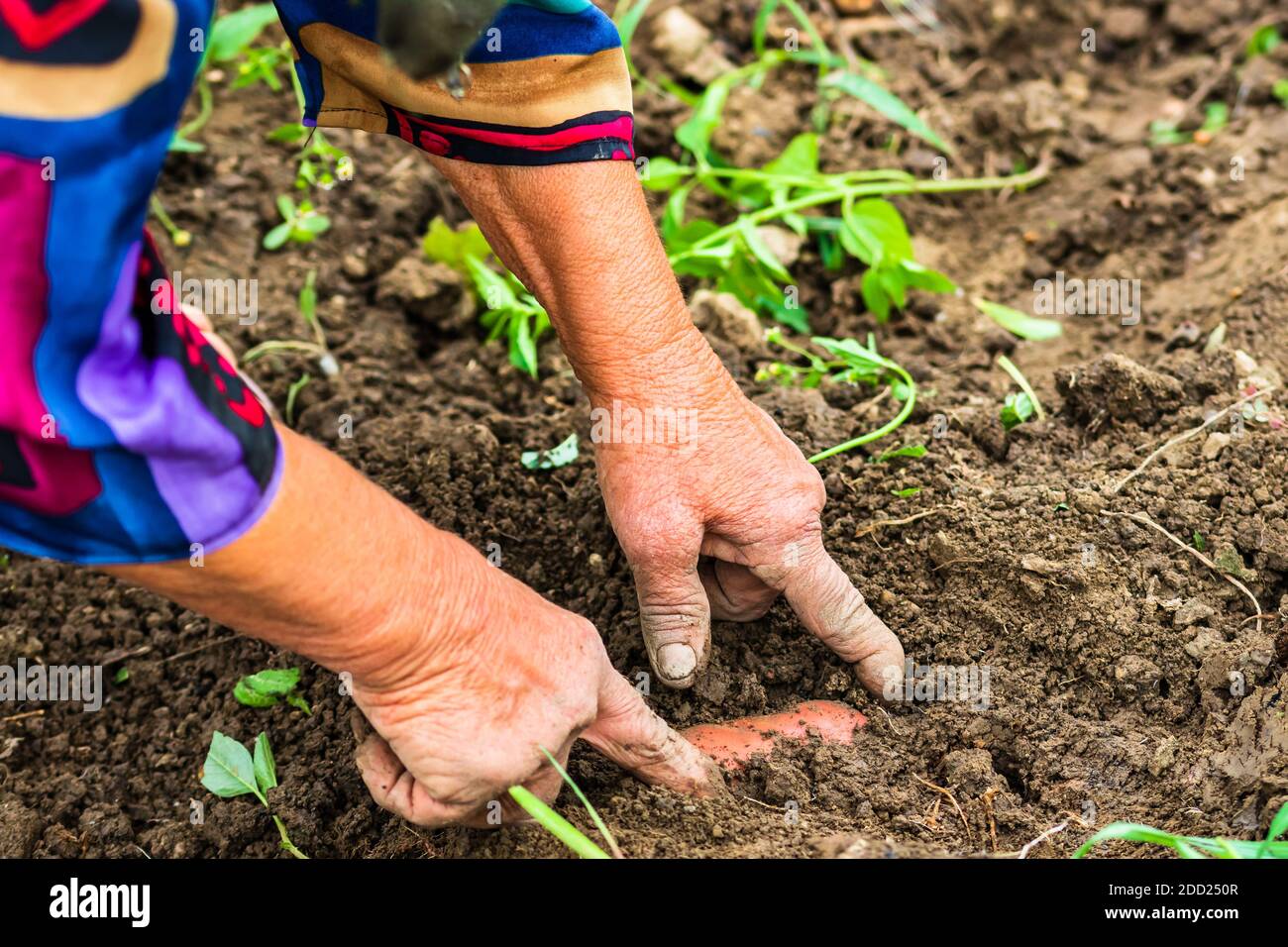 Person digging potatoes hi-res stock photography and images - Alamy