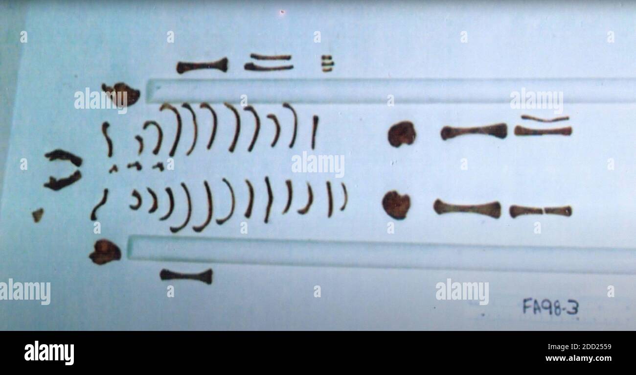 WHERE SHE LIES, the bones found in the grave supposedly containing the ...