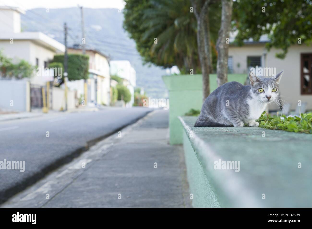 one lonely cat in deserted streets during confinement for coronavirus ...