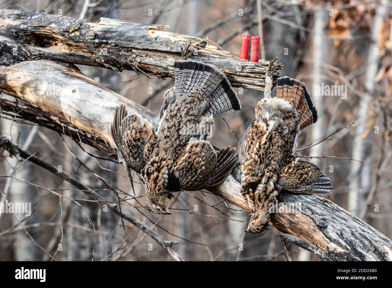 Harvested Ruffed Grouse on a late autumn day in Minnesota Stock Photo ...